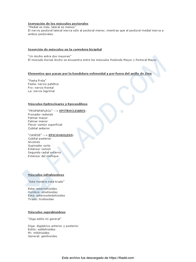 Inervación y Mnemotecnia Muscular | PDF | Sistema musculoesquelético ...