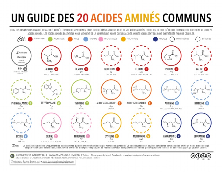 Les 20 Acides Aminés | PDF