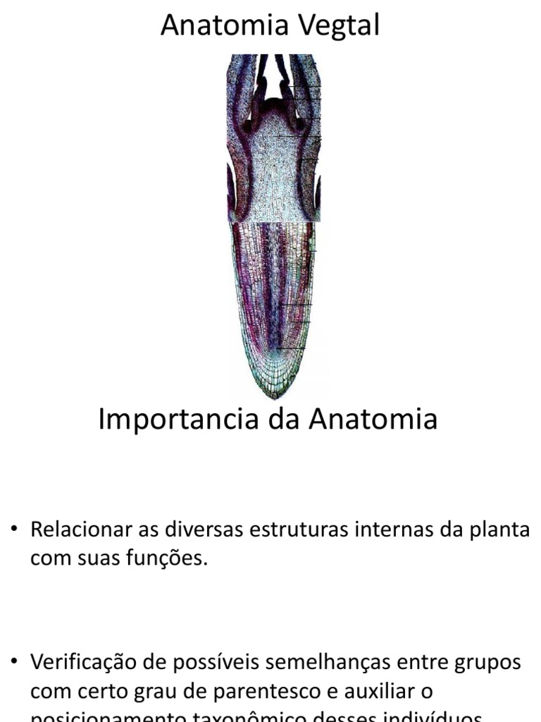 Anatomia Vegetal Introducao | PDF | Raiz | Fisiologia