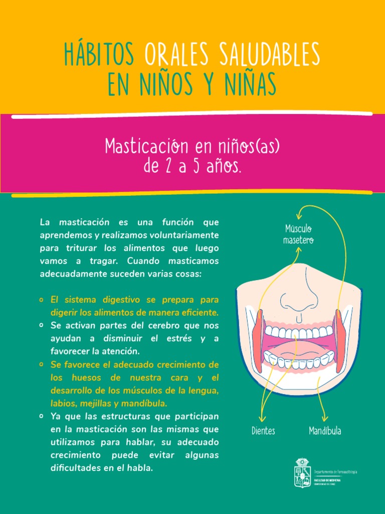 Infografia 3 y Videos Tema 3 Masticacion | PDF | Diente | Anatomía humana