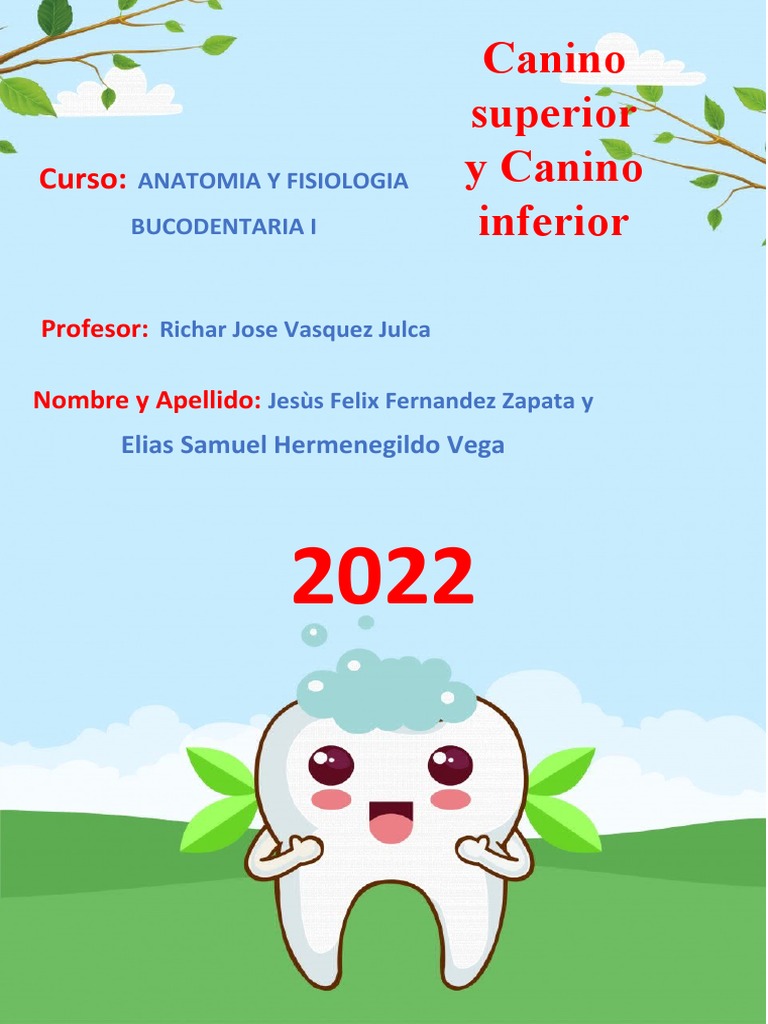 Anatomía del Canino Superior e Inferior | PDF | Anatomia dental | Diente