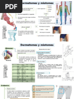 Dermatomas | PDF | Nervio | Pie