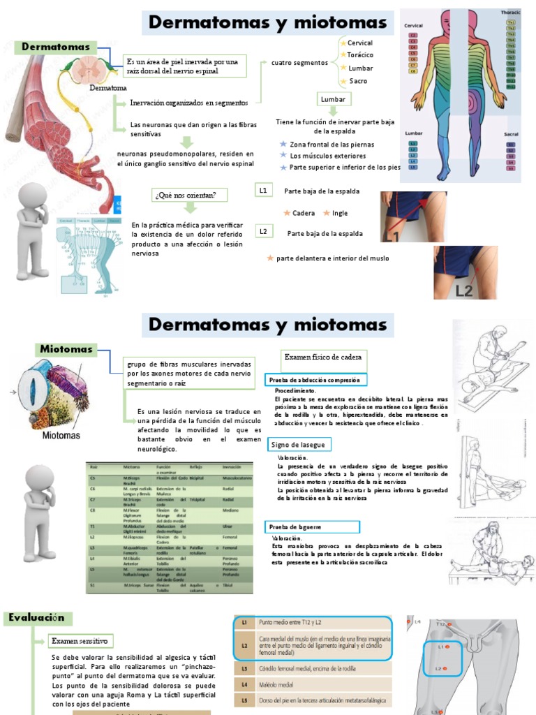 Dermatomas y Miotomas: Evaluación Clínica | PDF | Nervio | Sistema nervioso