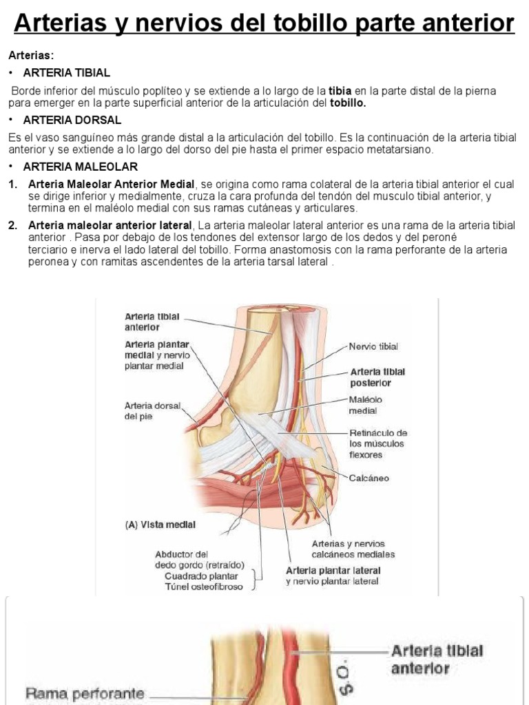 Arterias y Nervios Del Tobillo Parte Anterior | PDF | Tobillo | Pie