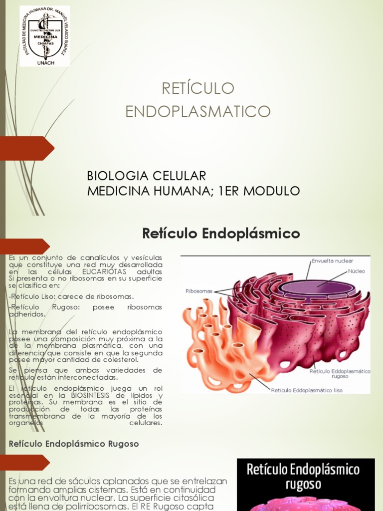 Diferencias entre retículo liso y rugoso | PDF | Retículo endoplásmico ...
