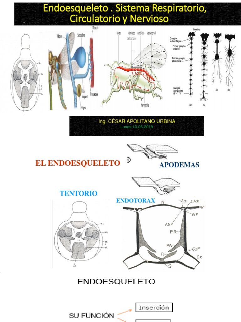 El Endoesqueleto, Sistema Circulatorio Nerviosos Excretor | PDF ...