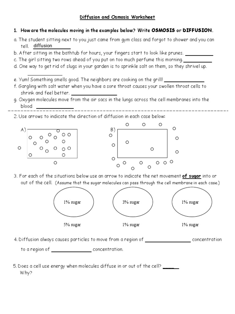 Osmosis and Diffusion Worksheet 2 | PDF | Osmosis | Chemistry