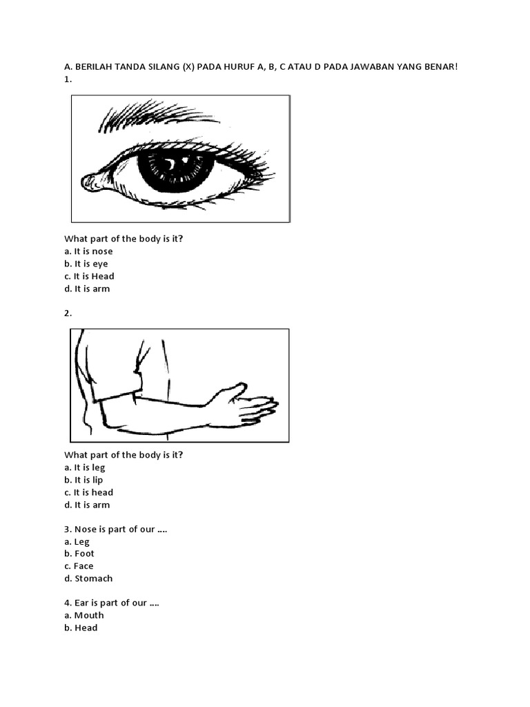 Parts of The Body | PDF | Face | Human Anatomy