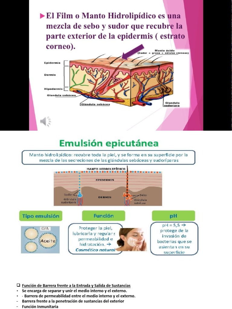 Manto Epicutaneo | PDF | Piel | Órgano (anatomía)