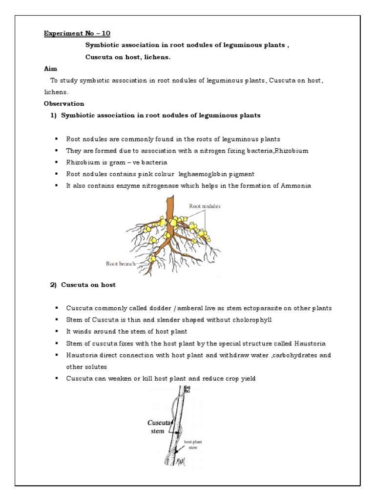 Symbiotic Associations in Plants | PDF | Botany | Plants