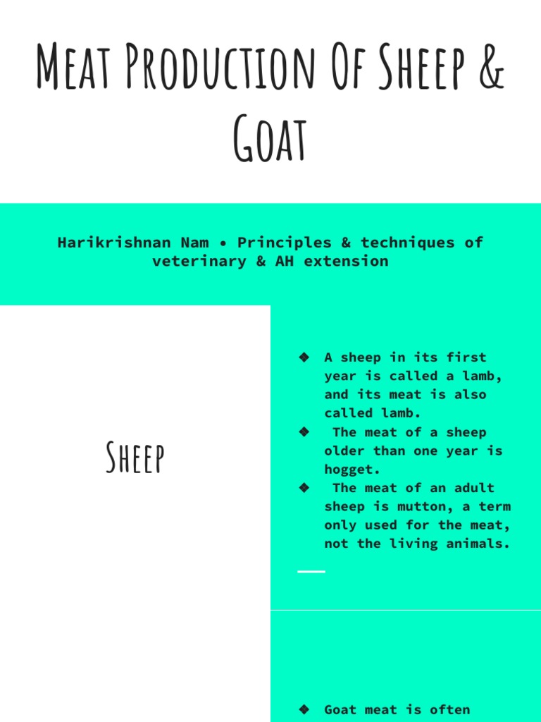 Meat Production of Sheep and Goat | PDF