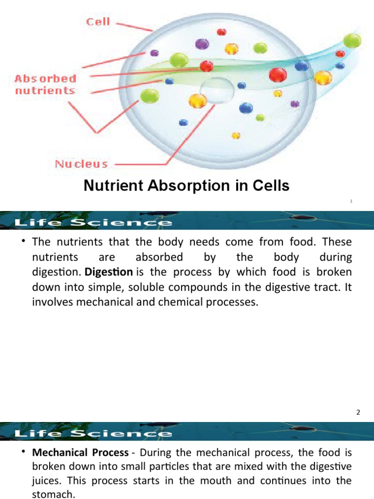 IV.A. Nutrient Absorption in Cells | PDF | Metabolism | Digestion