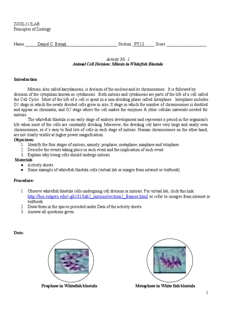 Activity-1-Zoolab - Final | PDF | Mitosis | Life Sciences