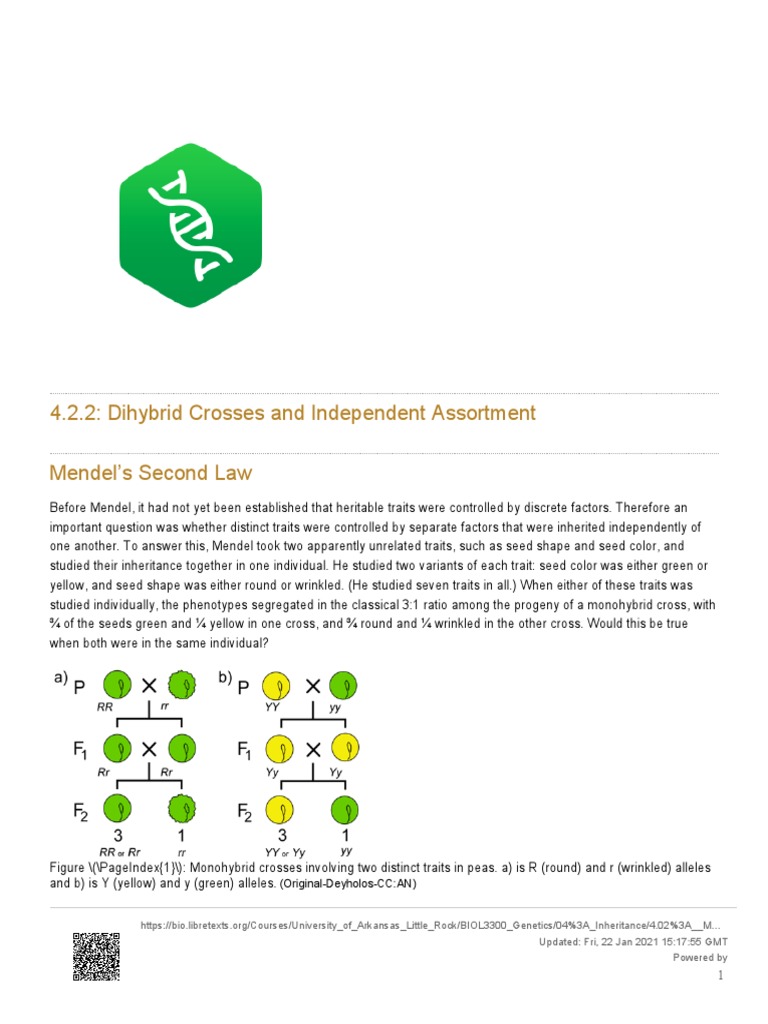 4.2.2 - Dihybrid Crosses and Independent Assortment | PDF | Dominance ...