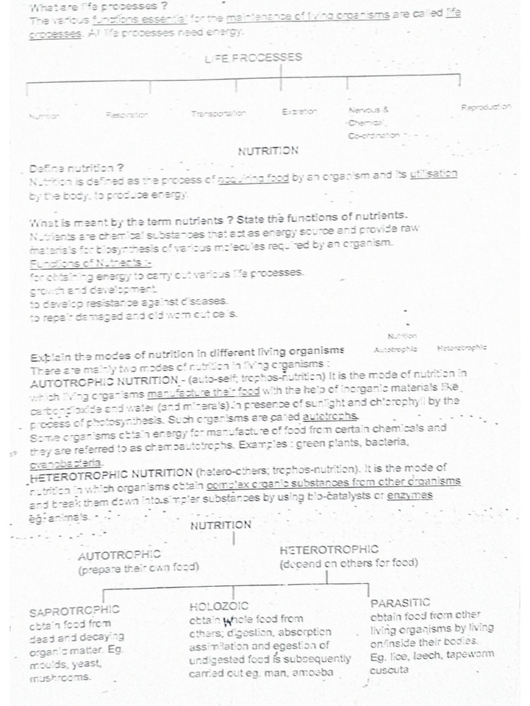 Notes On Life Processes - 25348785 | PDF