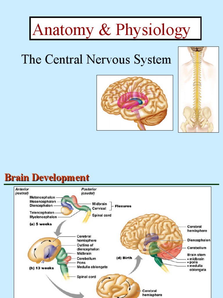 Cortex and Subcortex | PDF | Cerebral Cortex | Central Nervous System
