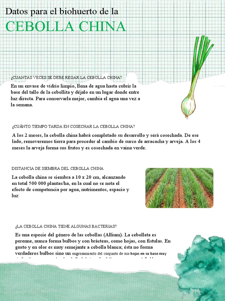 Cebolla China | PDF