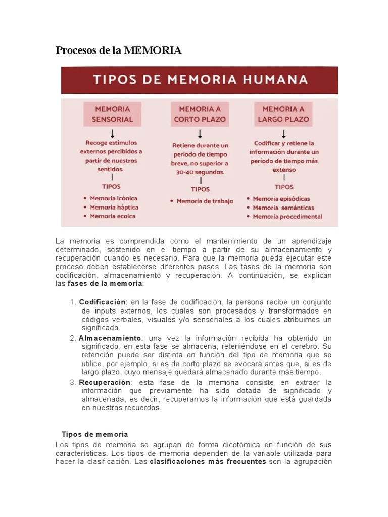 Tipos y Fases de la Memoria Humana | PDF | Memoria | Memoria de trabajo