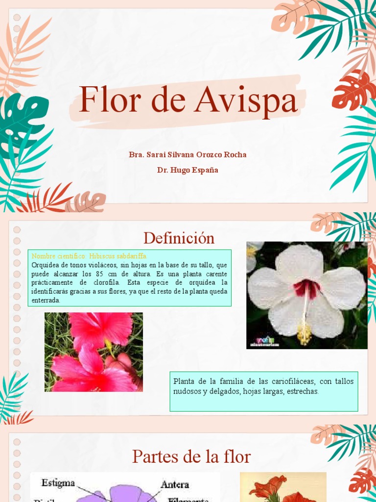 Propiedades de la Flor de Avispa | PDF | Organismos | Botánica