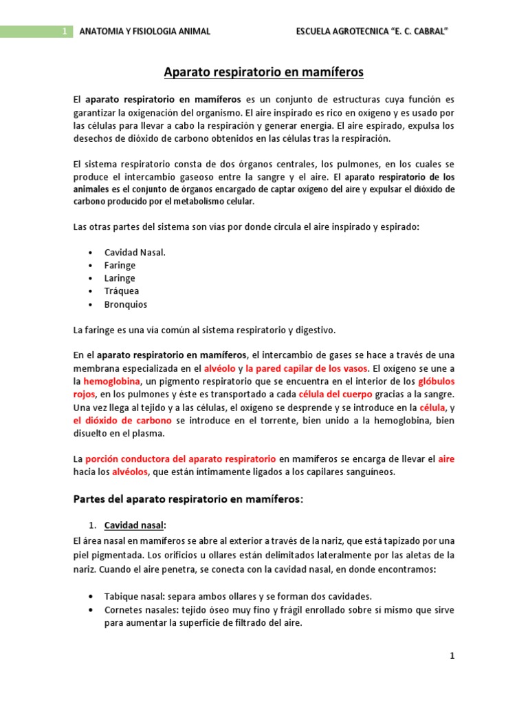 Sistema Respiratorio de Los Animales | PDF | Pulmón | Sistema respiratorio