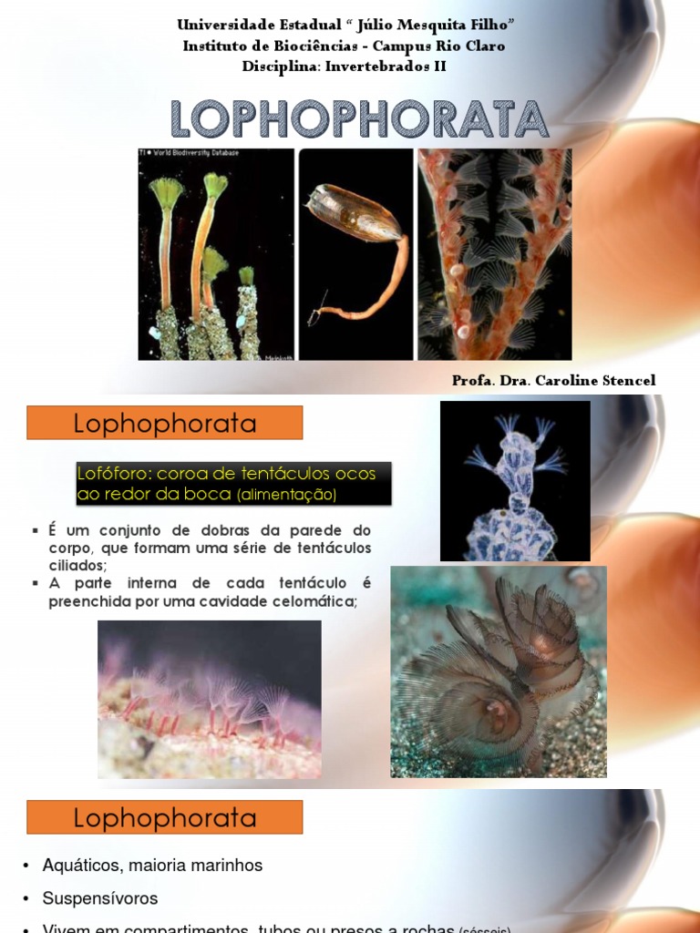 01 - Lophophorata 1 | PDF | Organismos | Protostomia