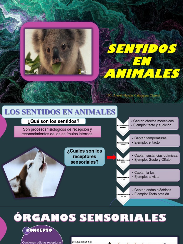 Sentidos en Animales 2022 | PDF | Gusto | Percepción visual