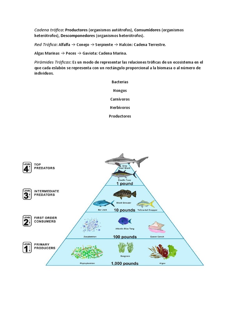 Piramides | PDF | Red alimentaria | Producción primaria