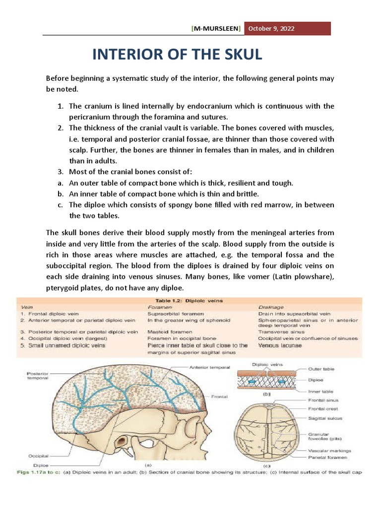 Interior of The Skul | Download Free PDF | Skull | Human Head And Neck