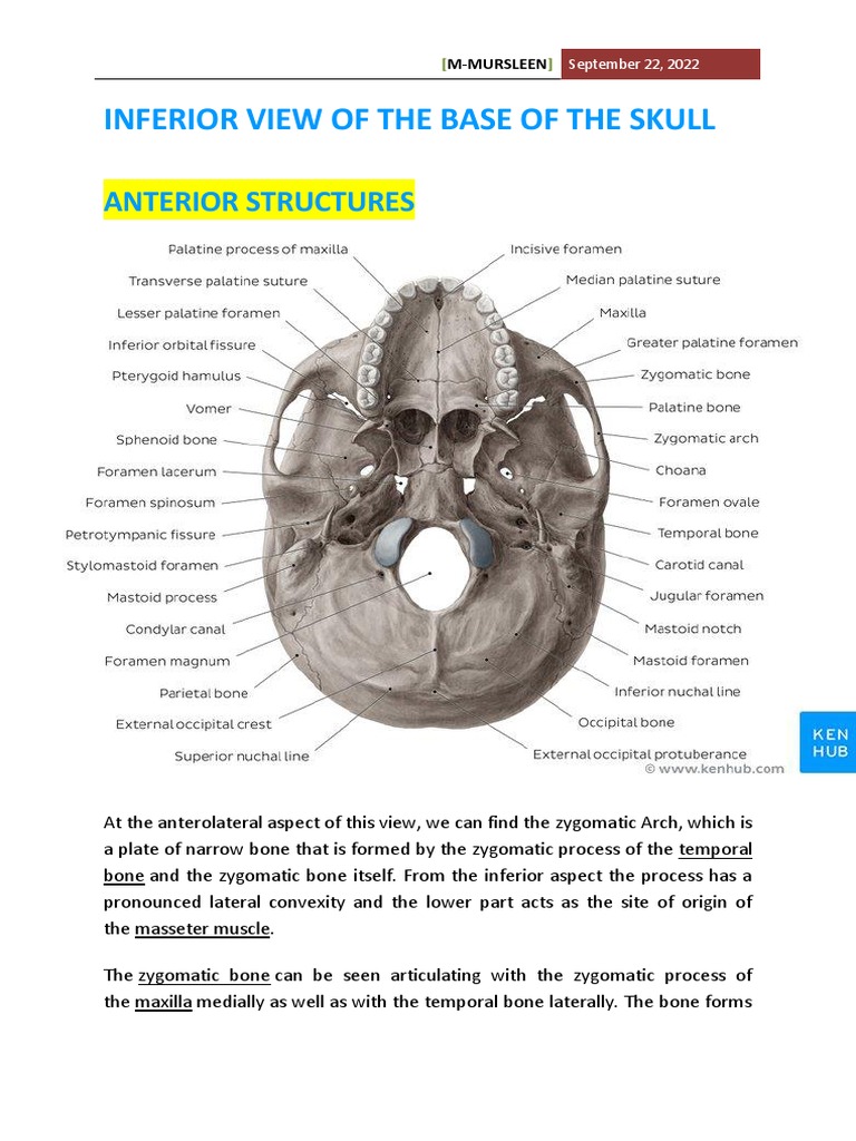 Norma Basalis | PDF | Neck | Human Head And Neck
