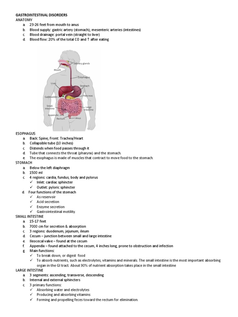 GI Tract Anatomy and Functions | PDF | Digestion | Small Intestine