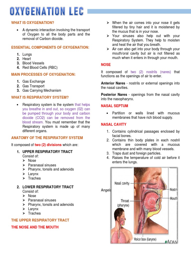 Oxygenation | PDF | Lung | Respiratory Tract