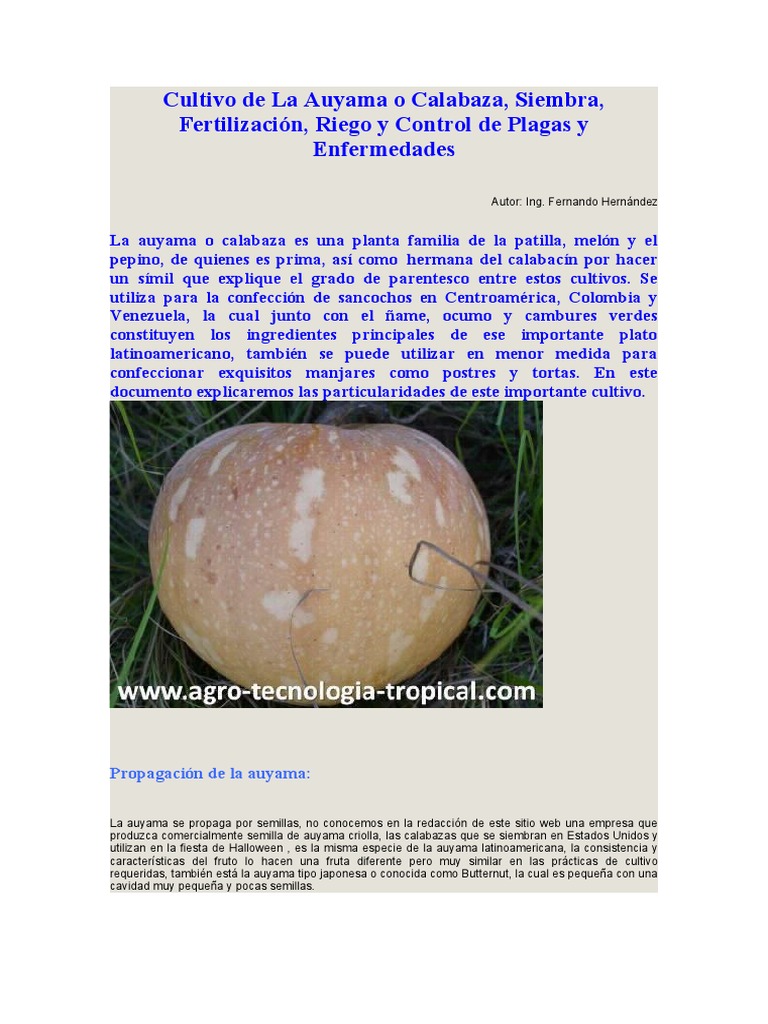 Cultivo de La Auyama o Calabaza | PDF | Siembra | Agricultura