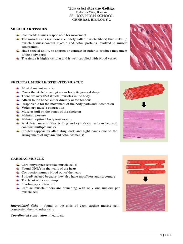 GenBio2 Lesson 1 Muscular and Nervous Tissues | PDF | Neuron | Axon