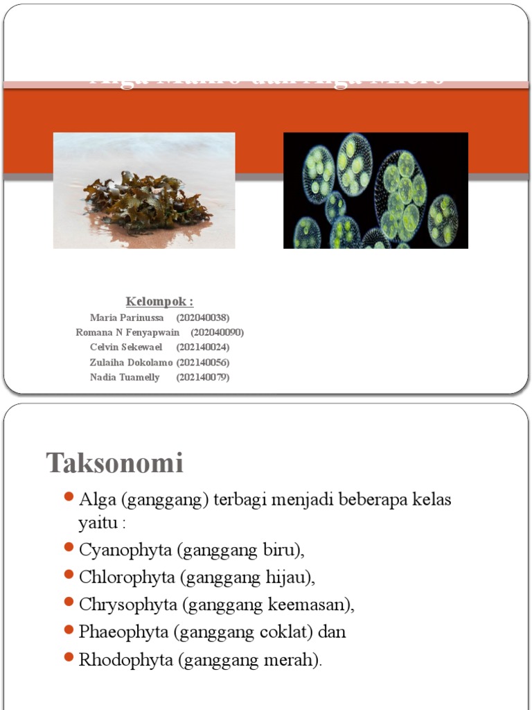 Makro Mikro Alga | PDF
