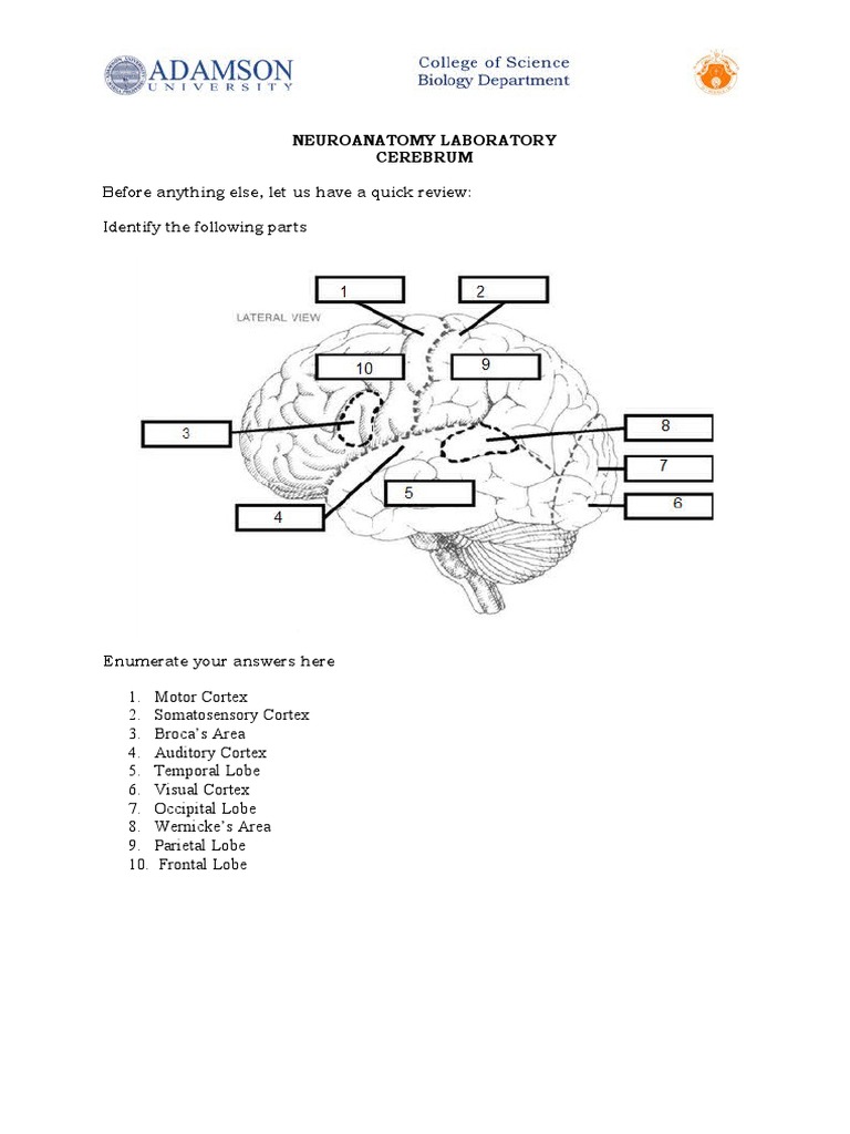 Cerebrum Thalamus Worksheet | PDF