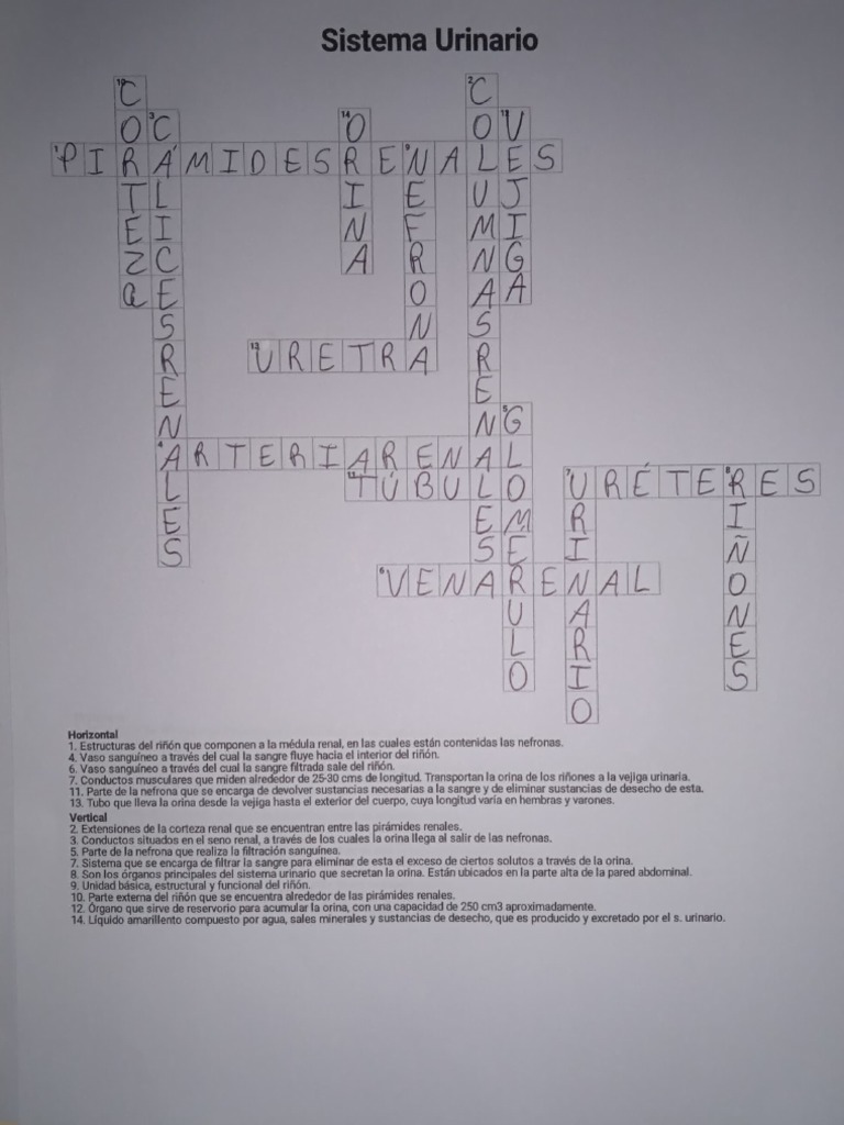 Crucigrama - Sistema Urinario | PDF