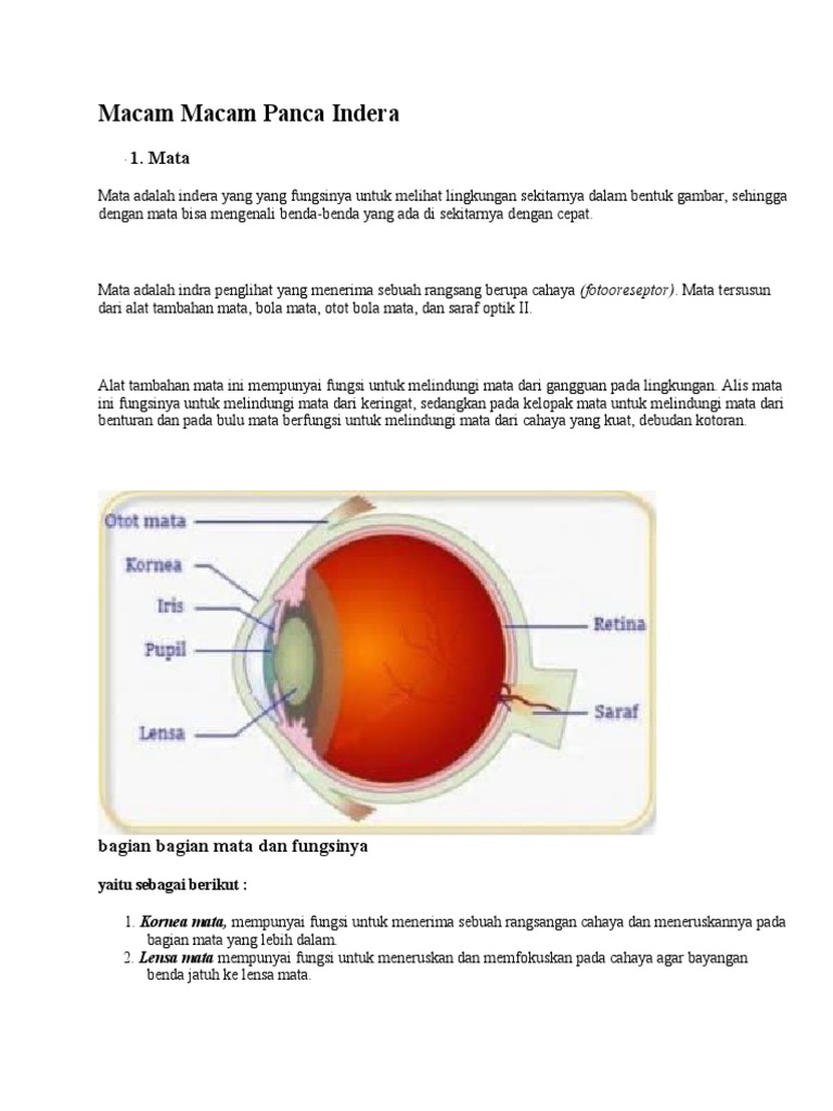 Bagian dan Fungsi Indera Mata | PDF | Kesehatan Holistik | Sains ...
