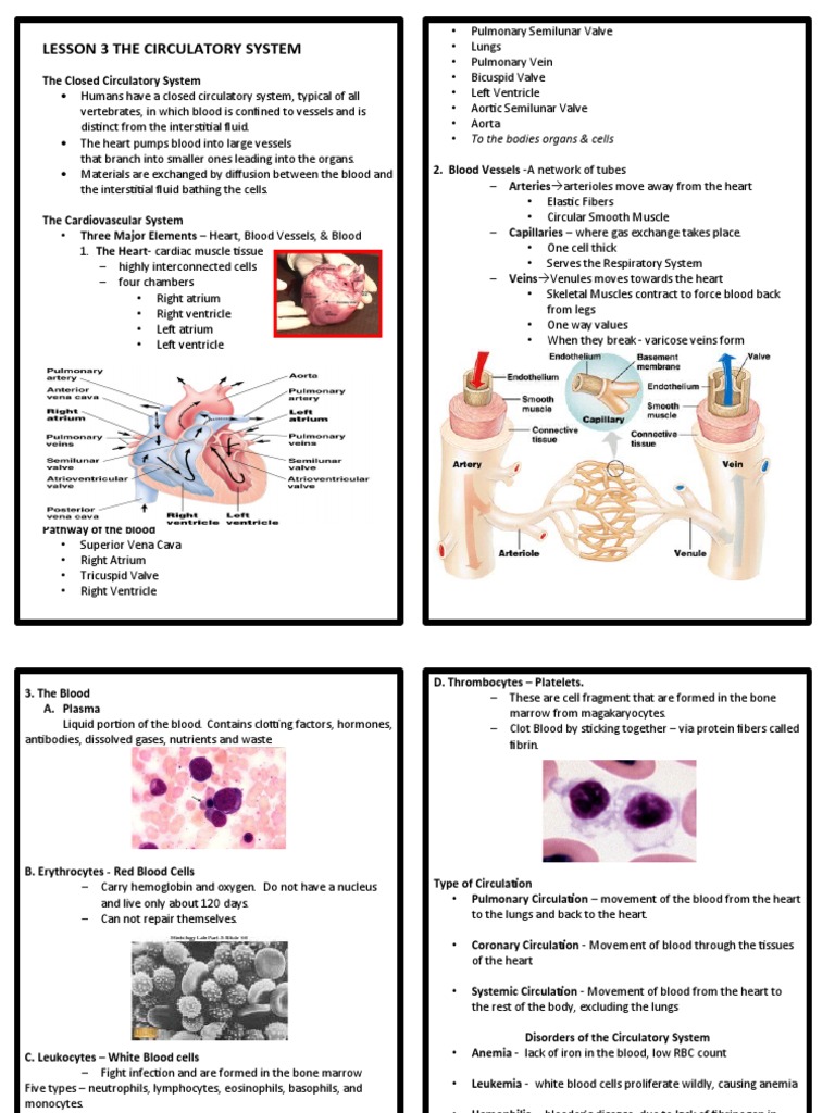Lesson 4 Circulatory System 2 | PDF | Heart | Blood