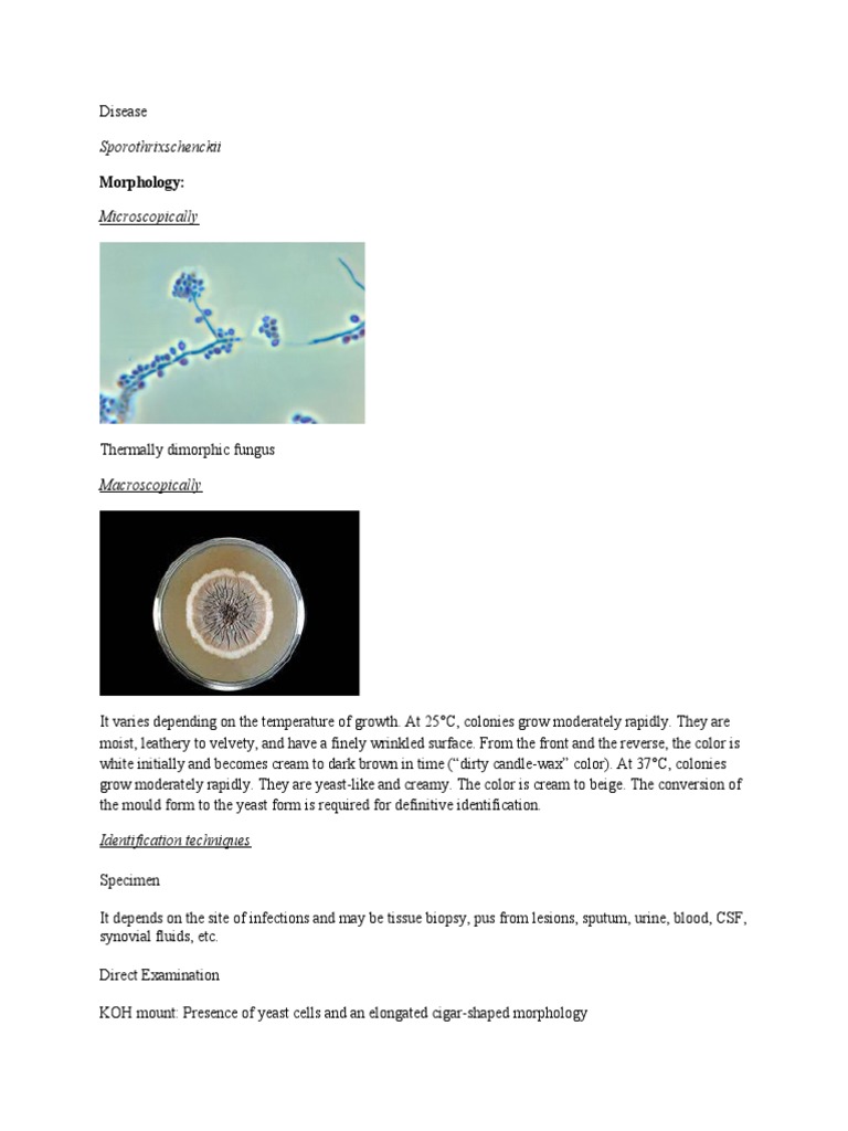 Thermally Dimorphic Fungi Causing Infections | PDF | Staining ...