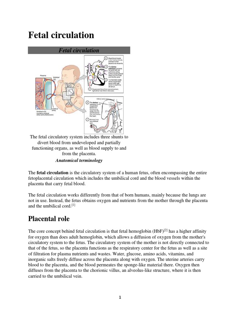 Fetal Circulation | PDF | Fetus | Animal Anatomy