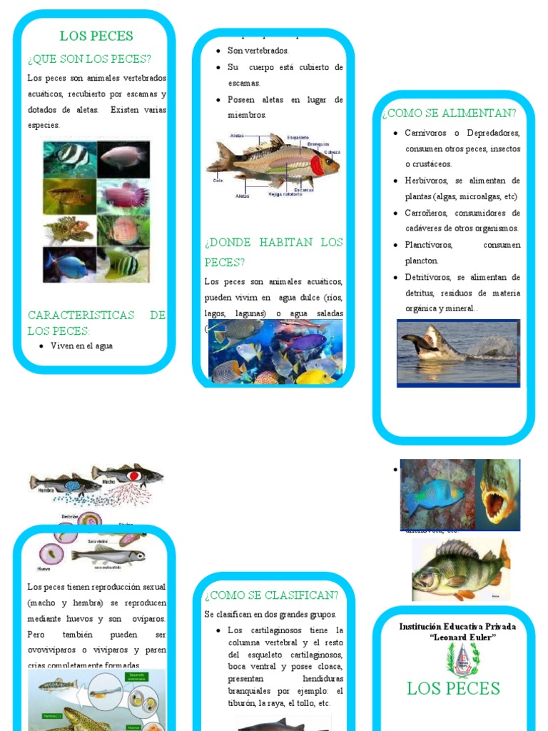 Características y clasificación de los peces | PDF | Pescado | Branquia