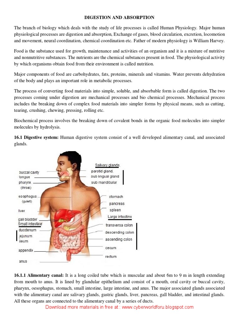 Digestion And Absorption Pdf _ Exercices Sur La Digestion – AJRATW