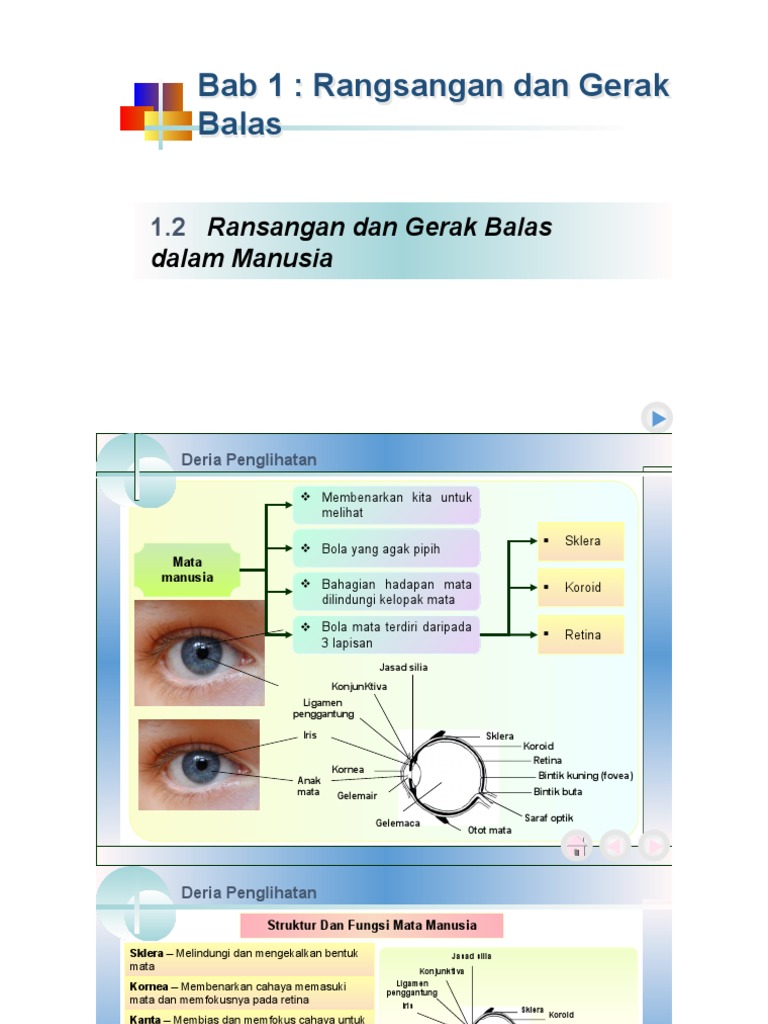 1.2 Rangsangan Dan Gerak Balas Dalam Manusia | PDF