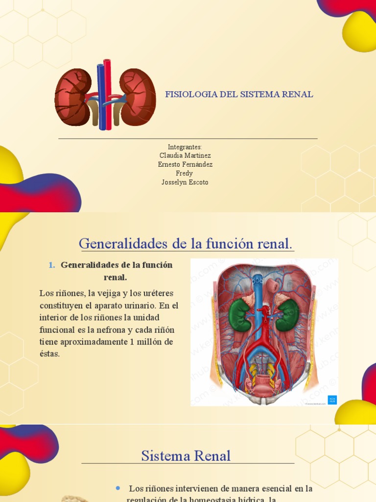 Fisiologia Del Sistema Renal | PDF | Riñón | Sistema urinario