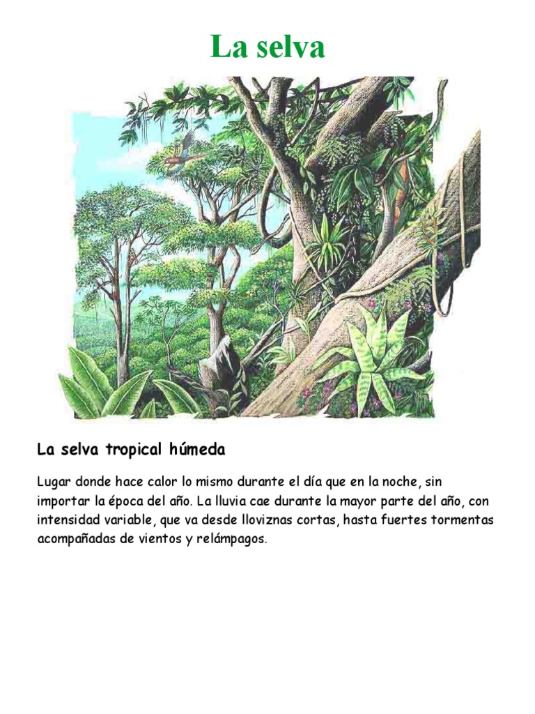 Flora y Fauna de la Selva Tropical | PDF | Arboles | Selva