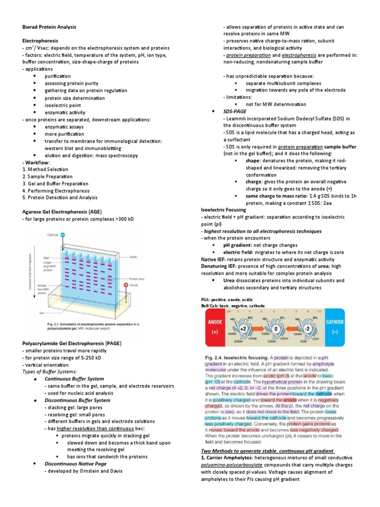 An In-Depth Guide to Protein Electrophoresis Techniques: Separating ...