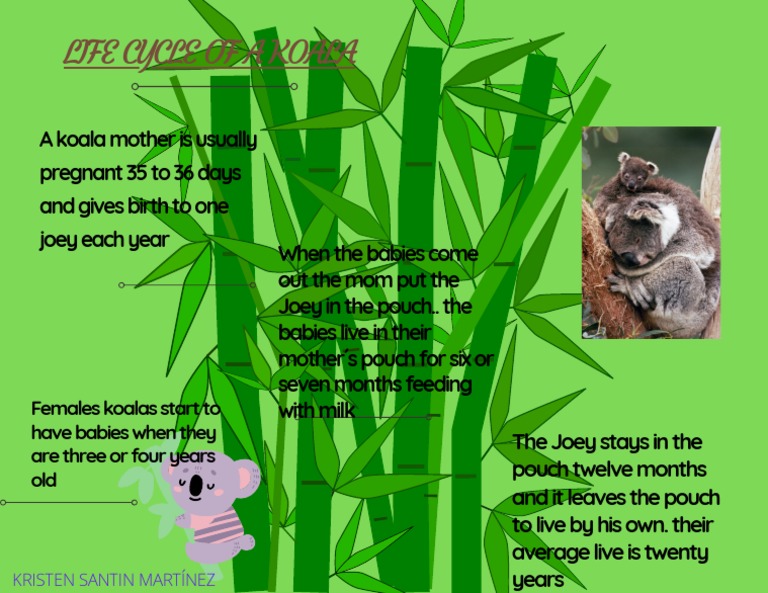 Life Cycle of A Koala | PDF