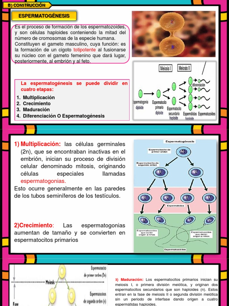 Espermatogenesis y Ovogenesis | PDF | Mitosis | Reproducción