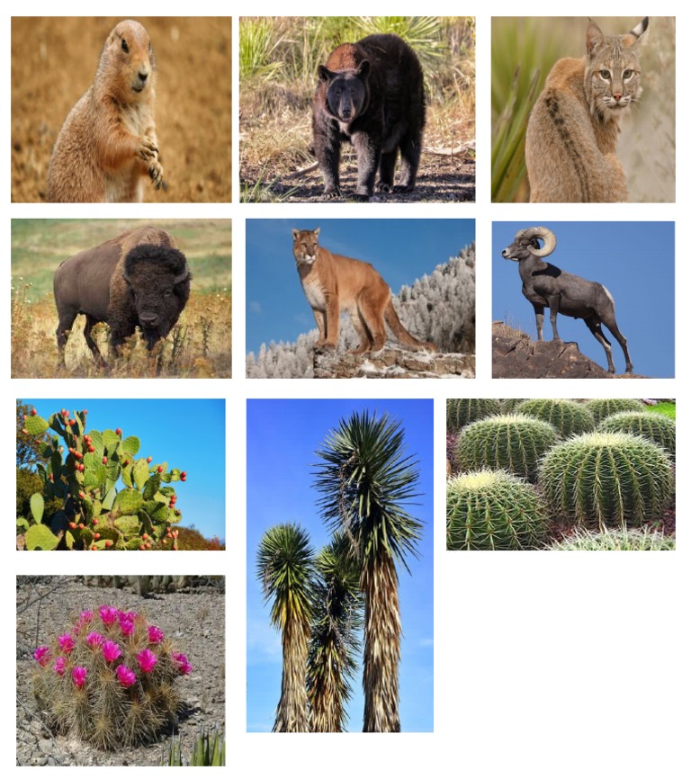 Flora y Fauna de Coahuila | PDF