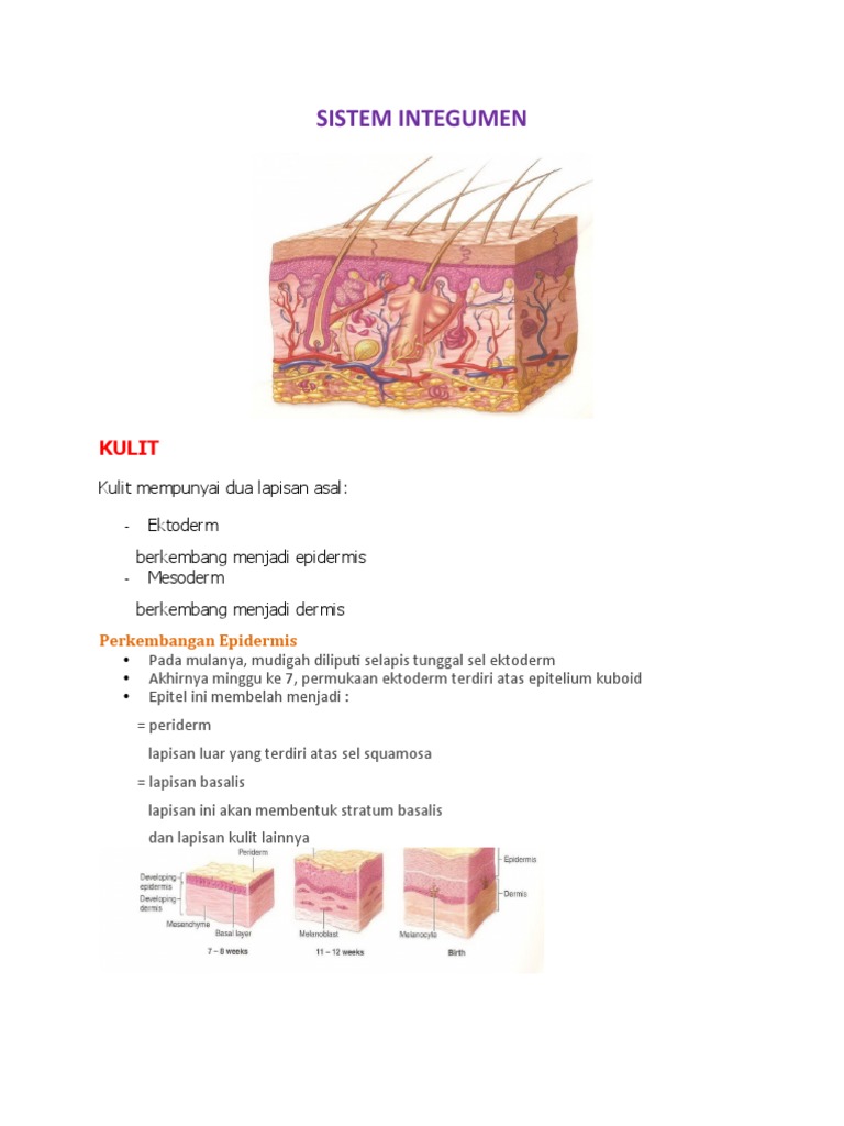 Perkembangan Sistem Integumen Manusia | PDF